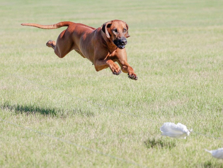 Lovat Pride Rhodesian Ridgeback – We are a small family orientated ...