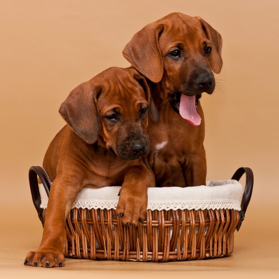 7 Things To Know Before Getting a Rhodesian Ridgeback – Lovat Pride ...