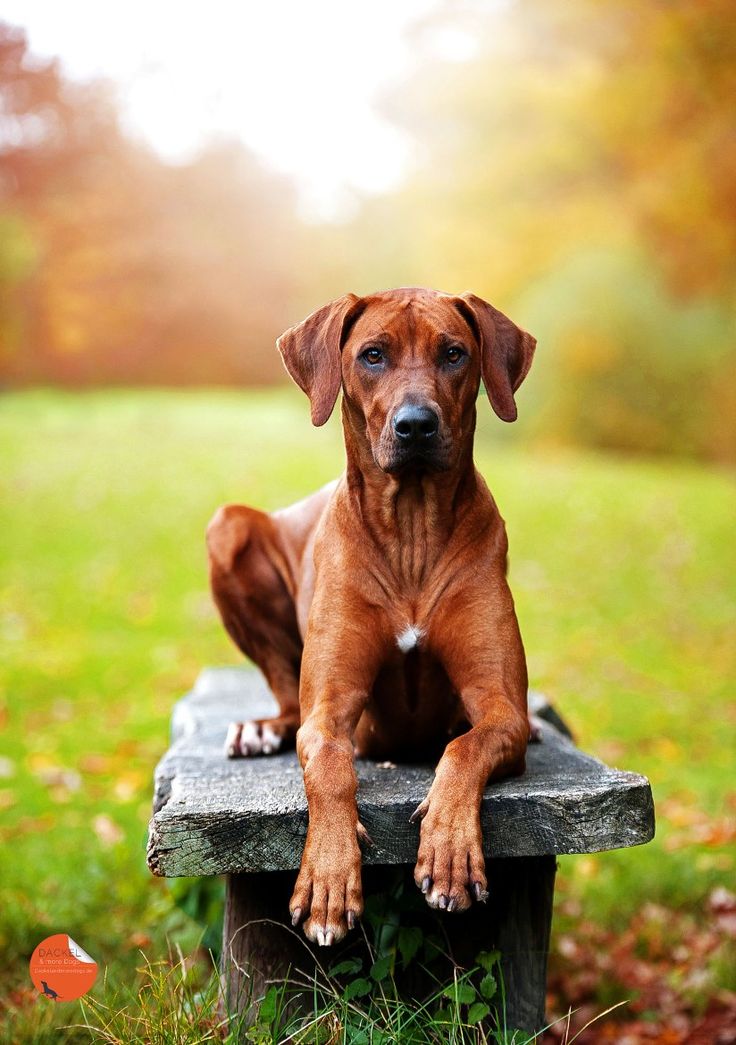Are Rhodesian Ridgebacks Intelligent? – Lovat Pride Rhodesian Ridgeback