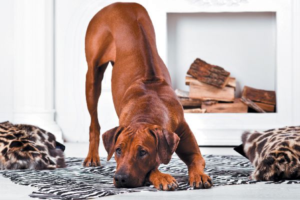 Tips for Families with Allergies – Lovat Pride Rhodesian Ridgeback