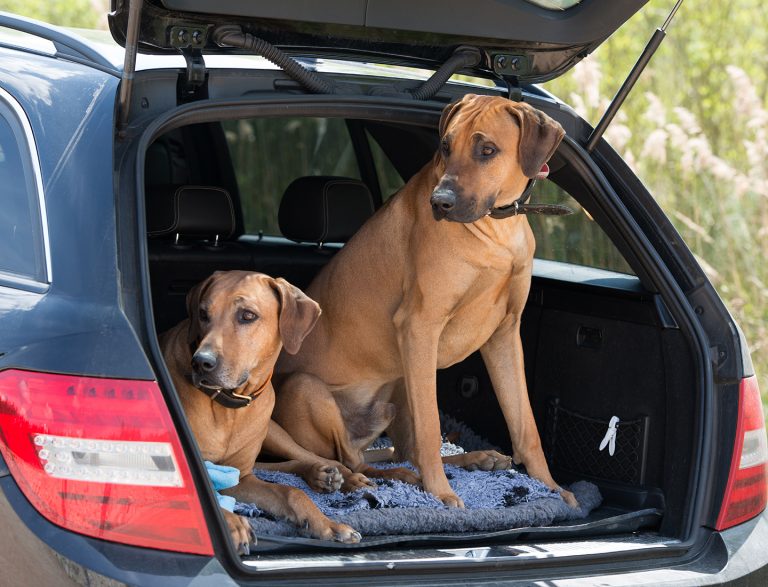 Road Tripping with your Rhodesian Ridgeback – Lovat Pride Rhodesian ...