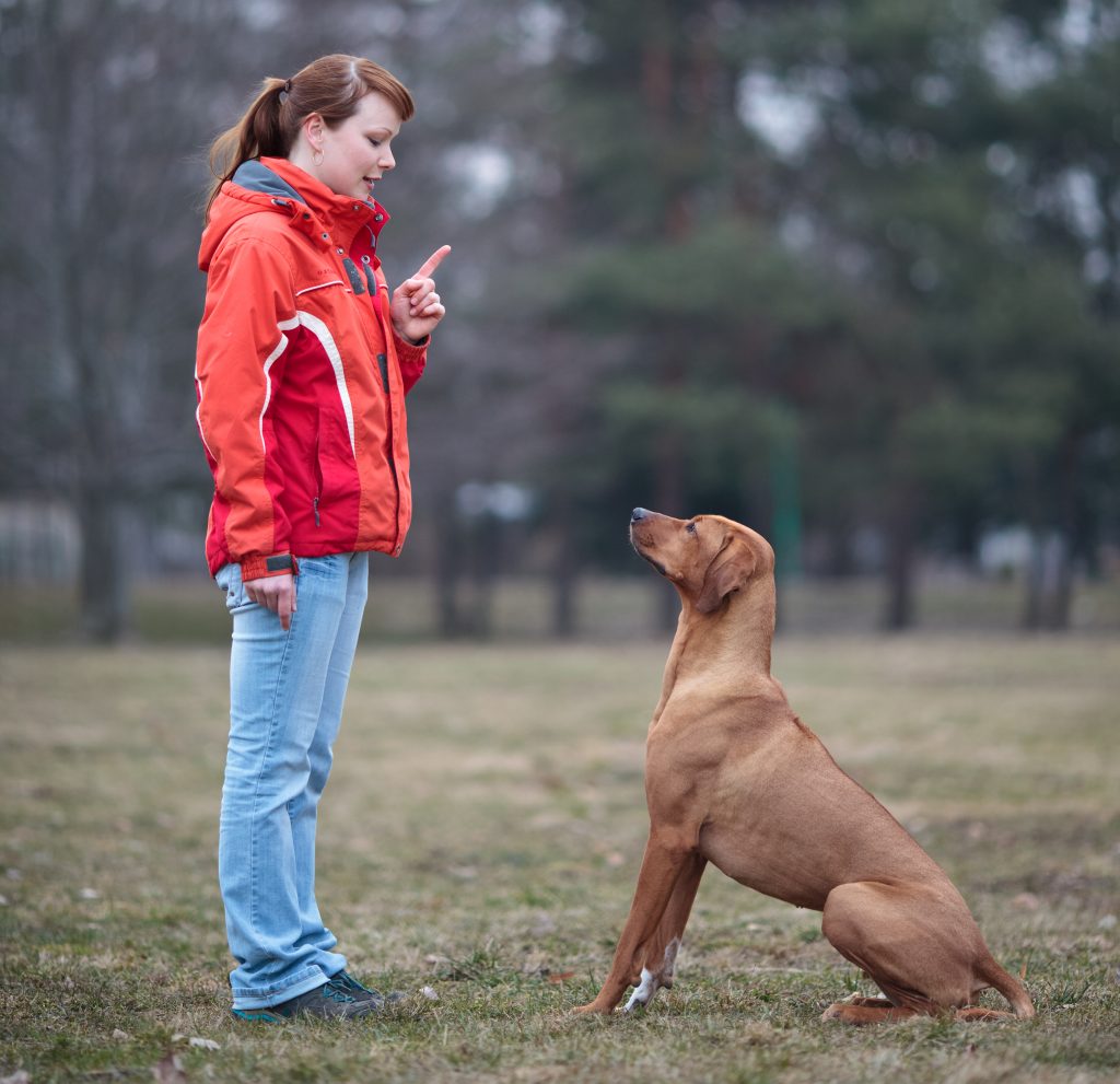 Training Tips – Lovat Pride Rhodesian Ridgeback